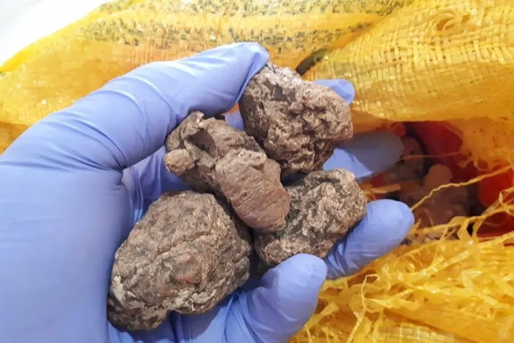Bahan Obat Herbal, Jamur Susu Harimau asal NTT Laris di Pasar Global ...