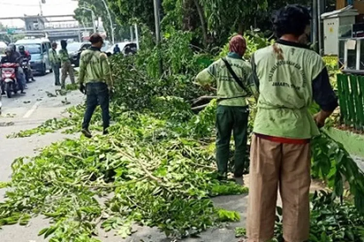 Tindaklanjuti Aduan Warga, Pohon Rawan Tumbang Rawa Bunga Dipangkas ...